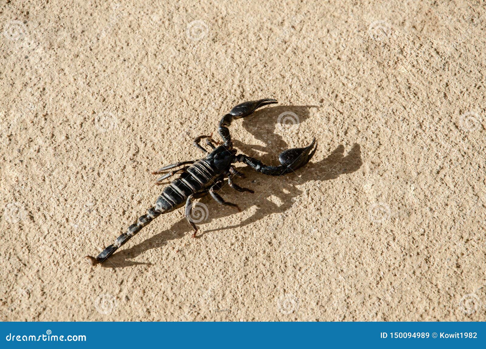 Emperor Scorpion on the Cement Floor,Hard Light Makes To Shadow of ...