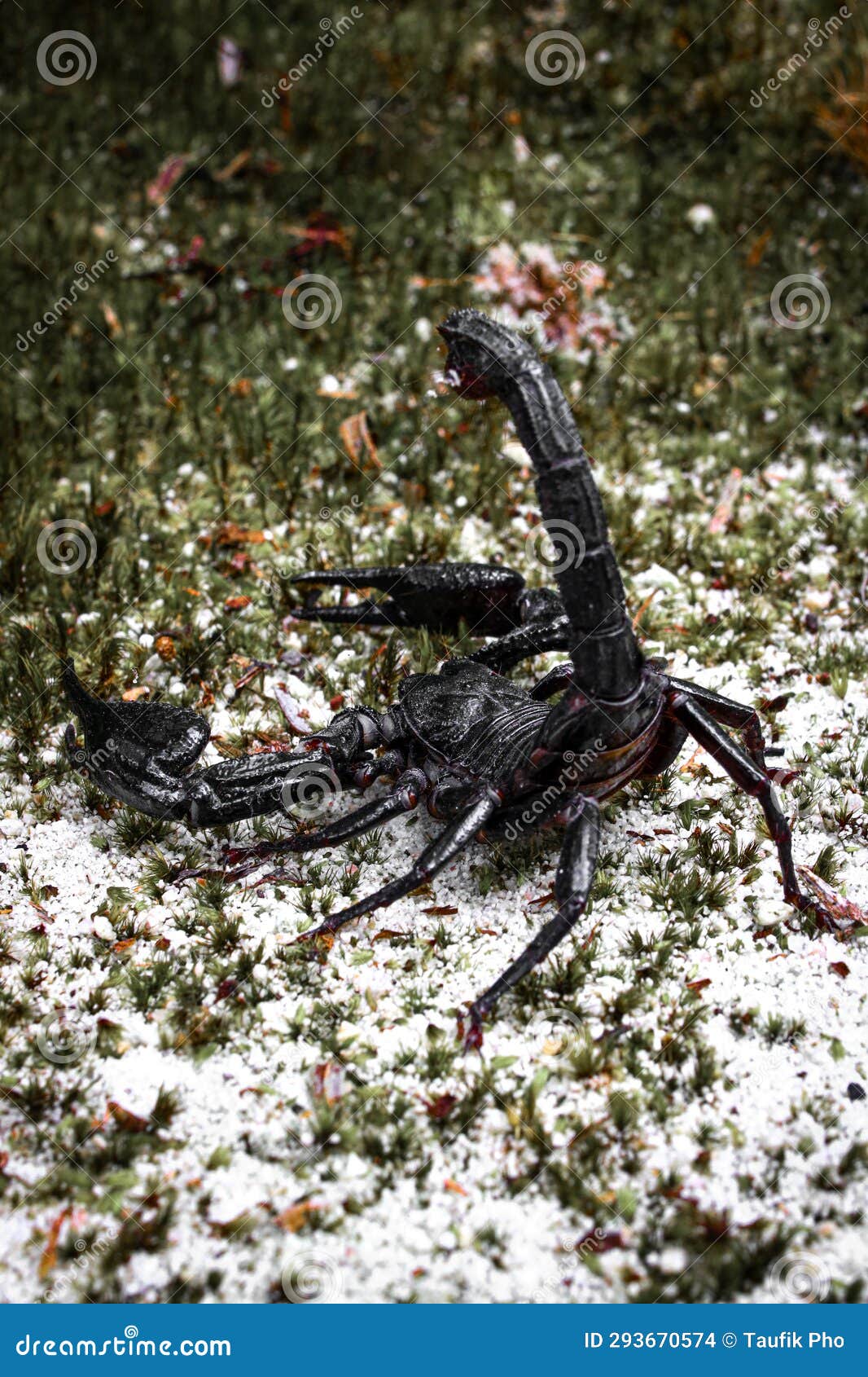 Emperor Scorpion stock photo. Image of legs, nature - 293670574
