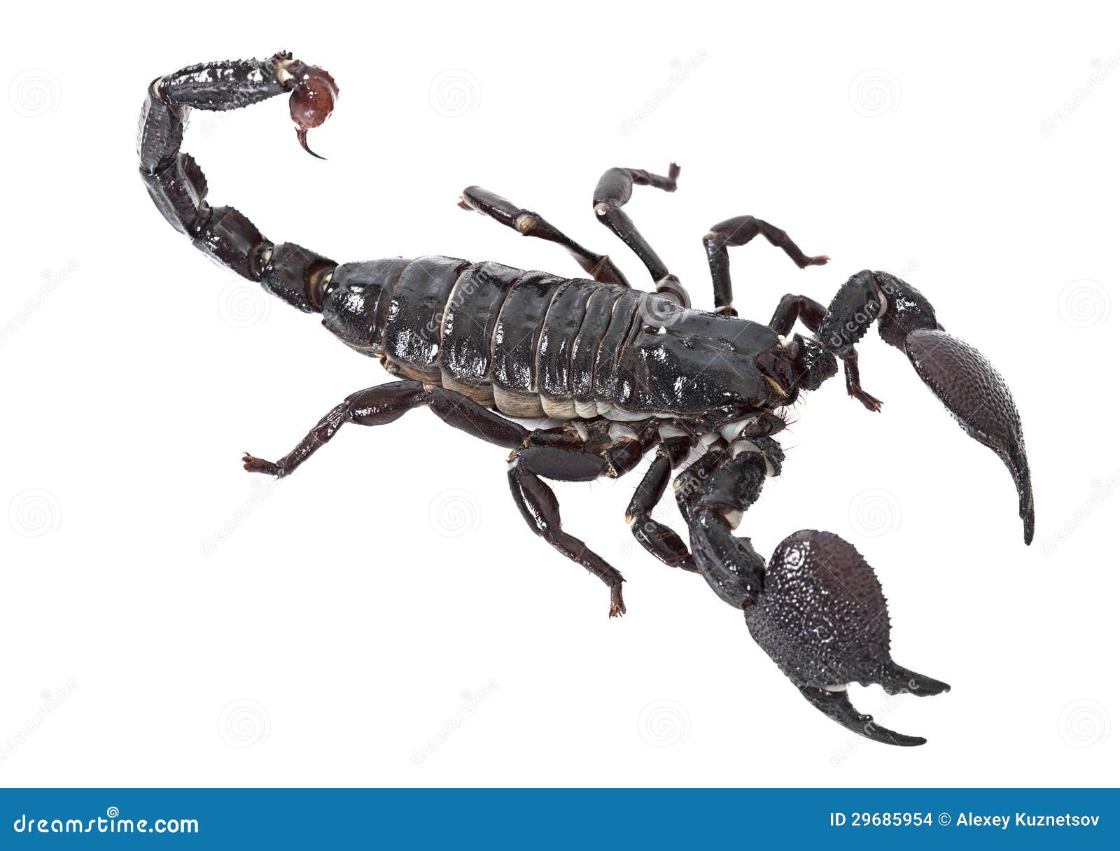 Scorpion On The White Background. Stock Photo | CartoonDealer.com ...