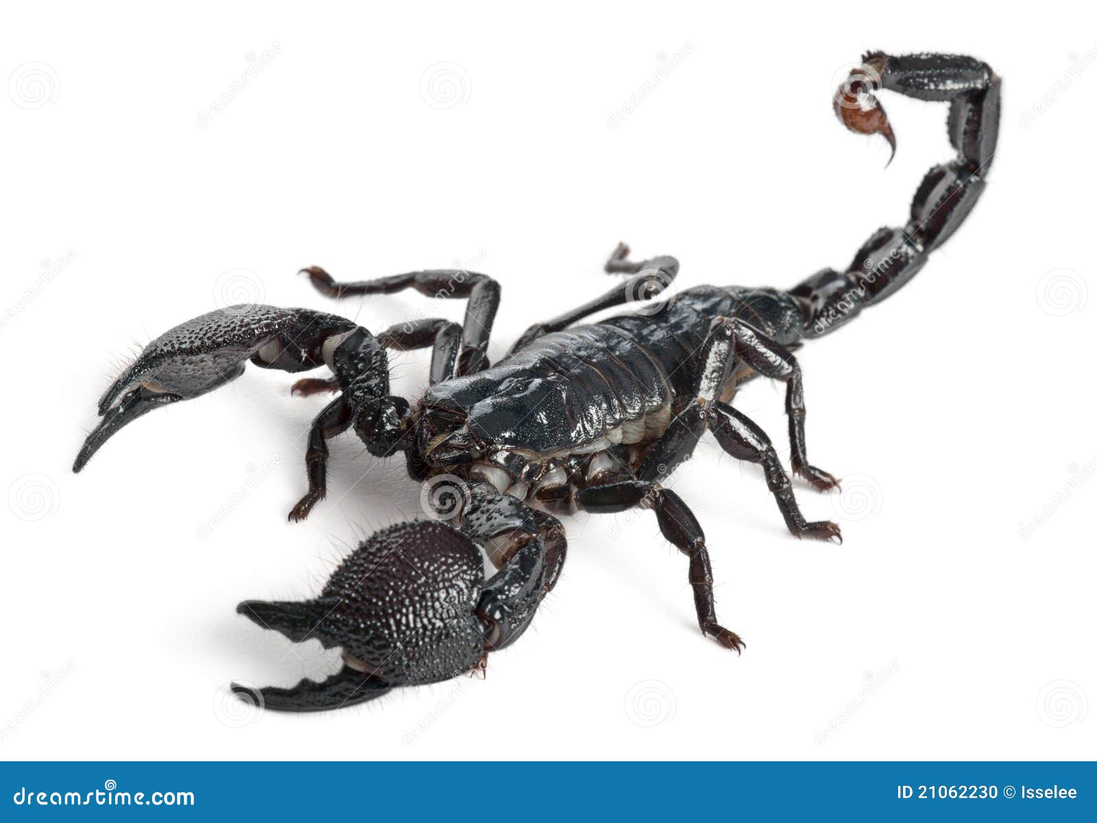 Emperor Scorpion, Pandinus Imperator, 1 Year Stock Photo - Image of ...