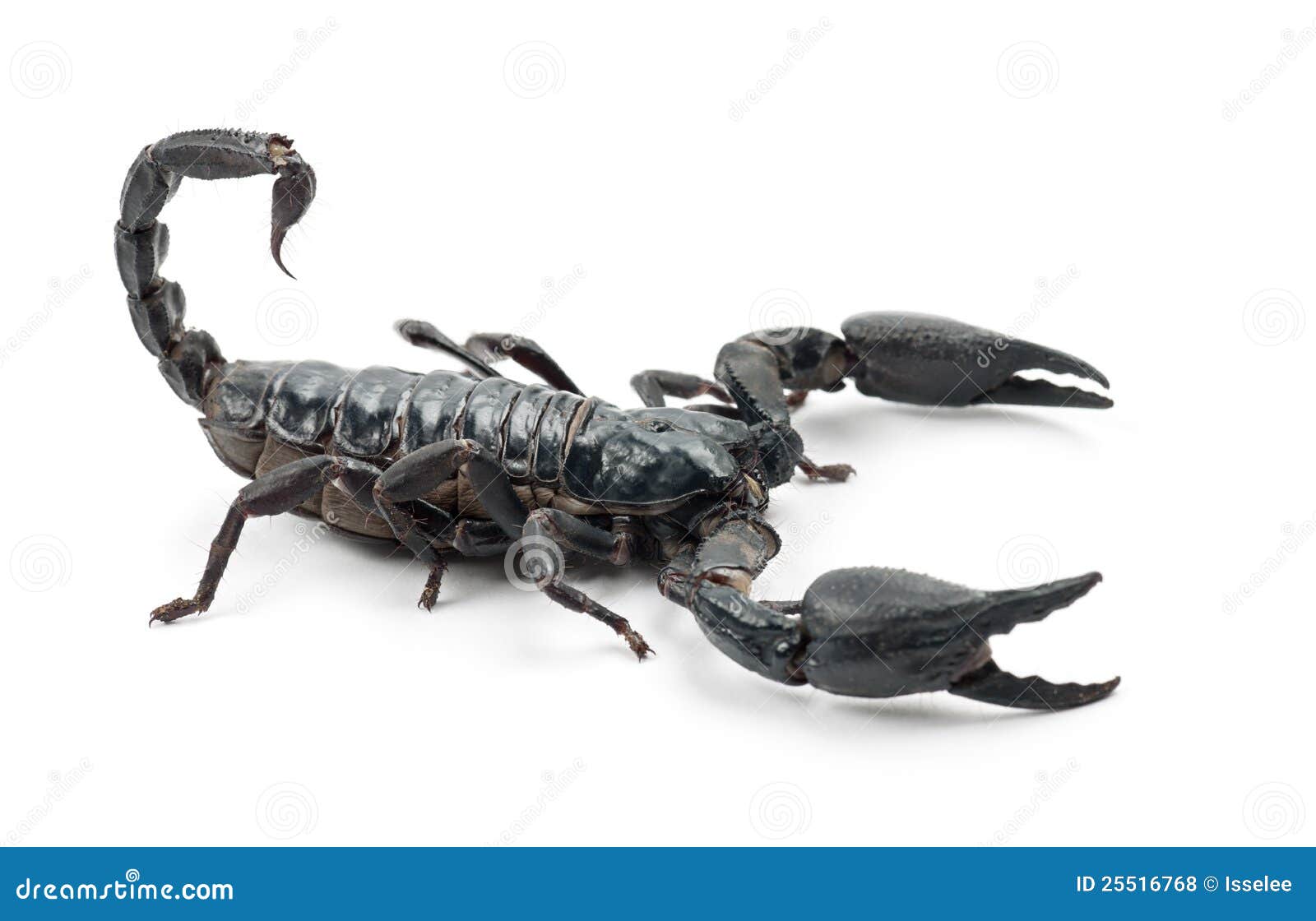 Pandinus Imperator - The Largest Scorpion In The World Stock ...