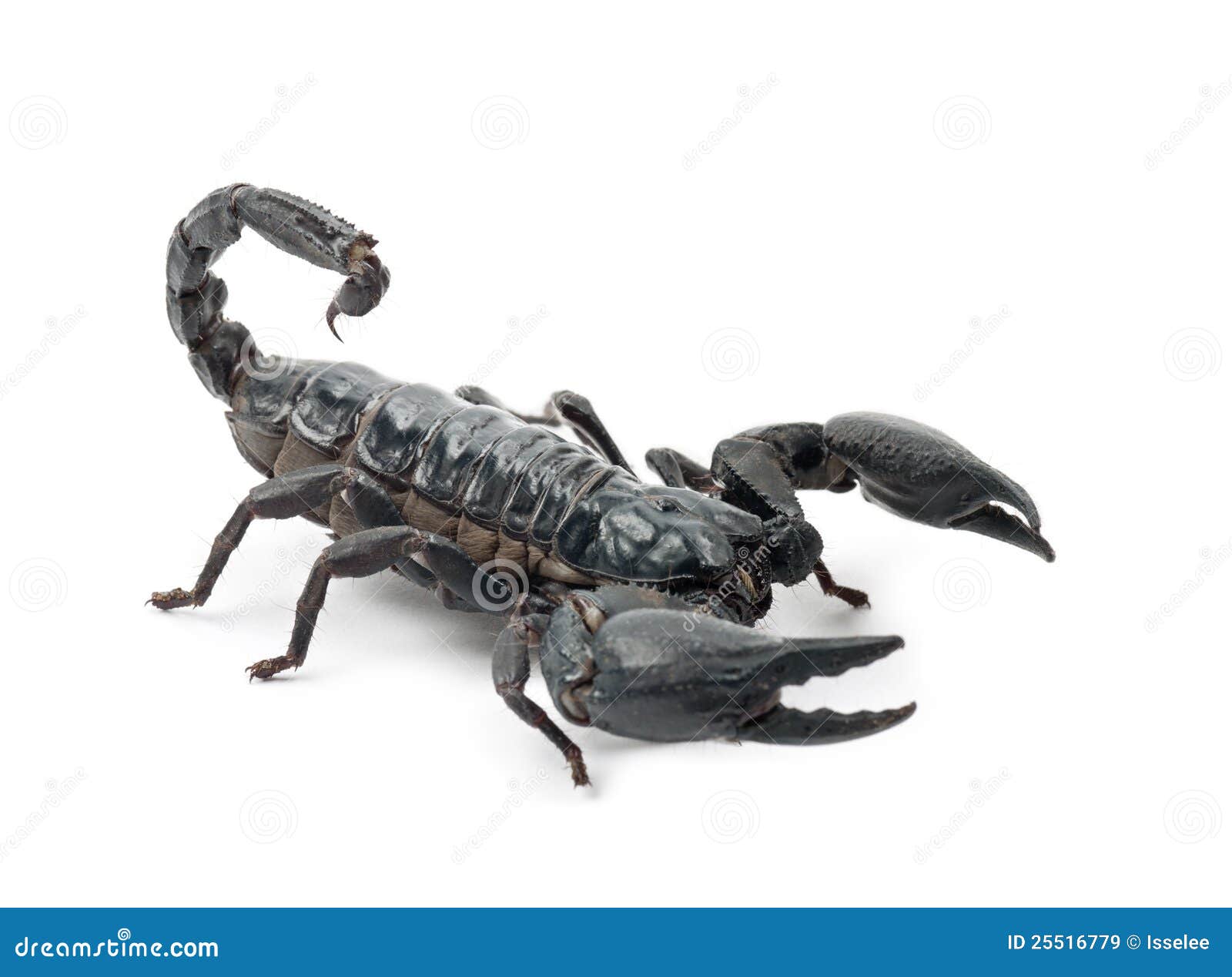 Emperor Scorpion, Pandinus Imperator Royalty Free Stock Images - Image ...
