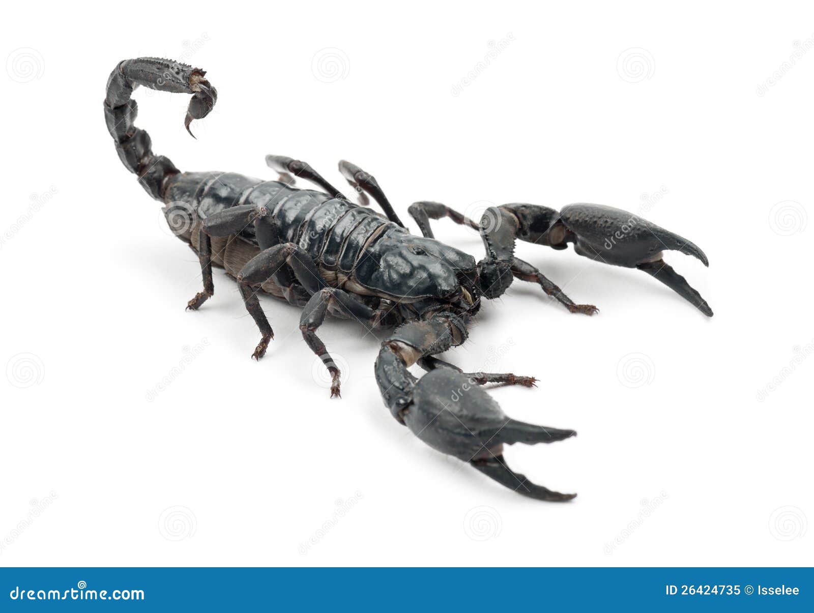 Pandinus Imperator - The Largest Scorpion In The World Stock ...