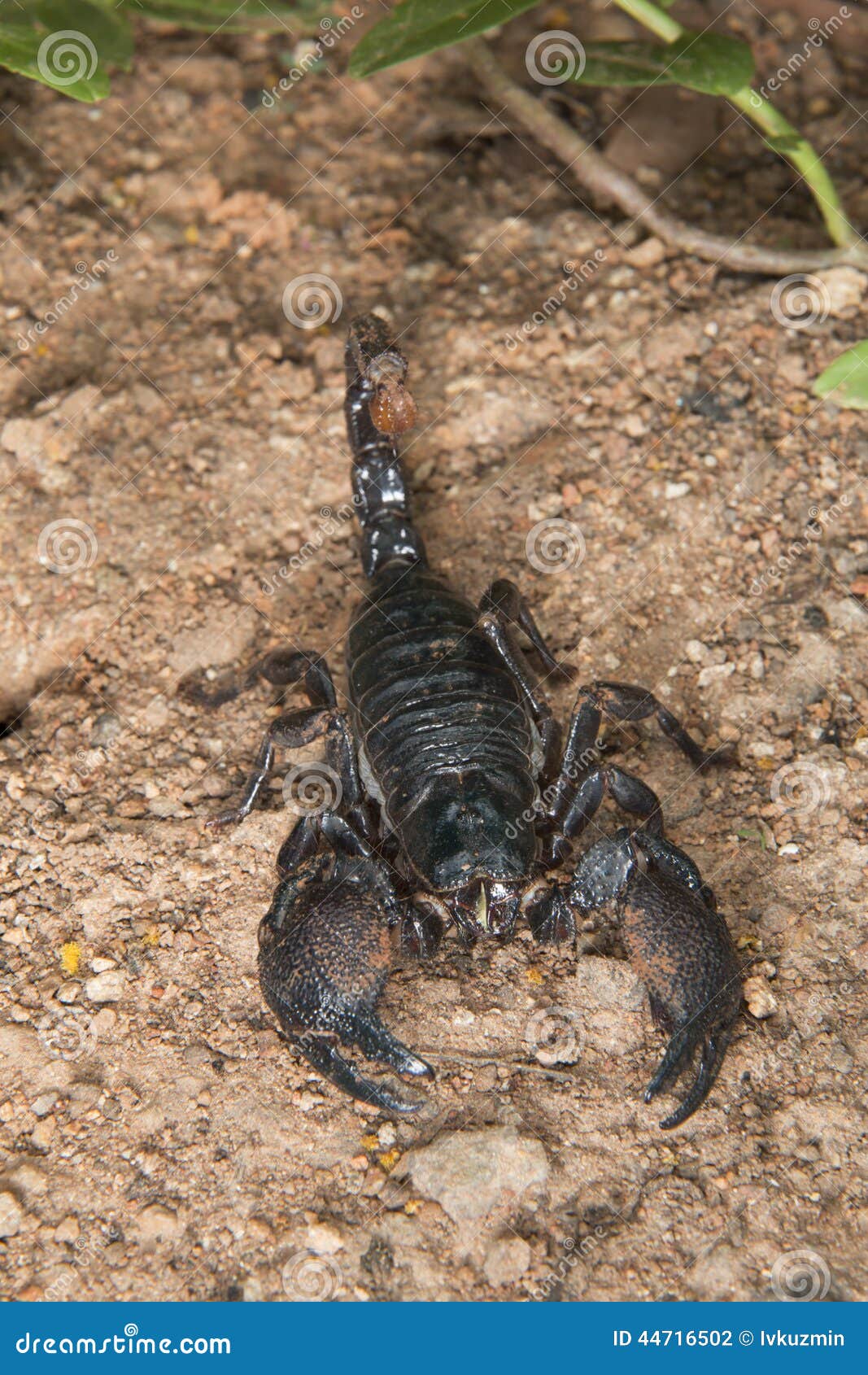 Rainforest Scorpions