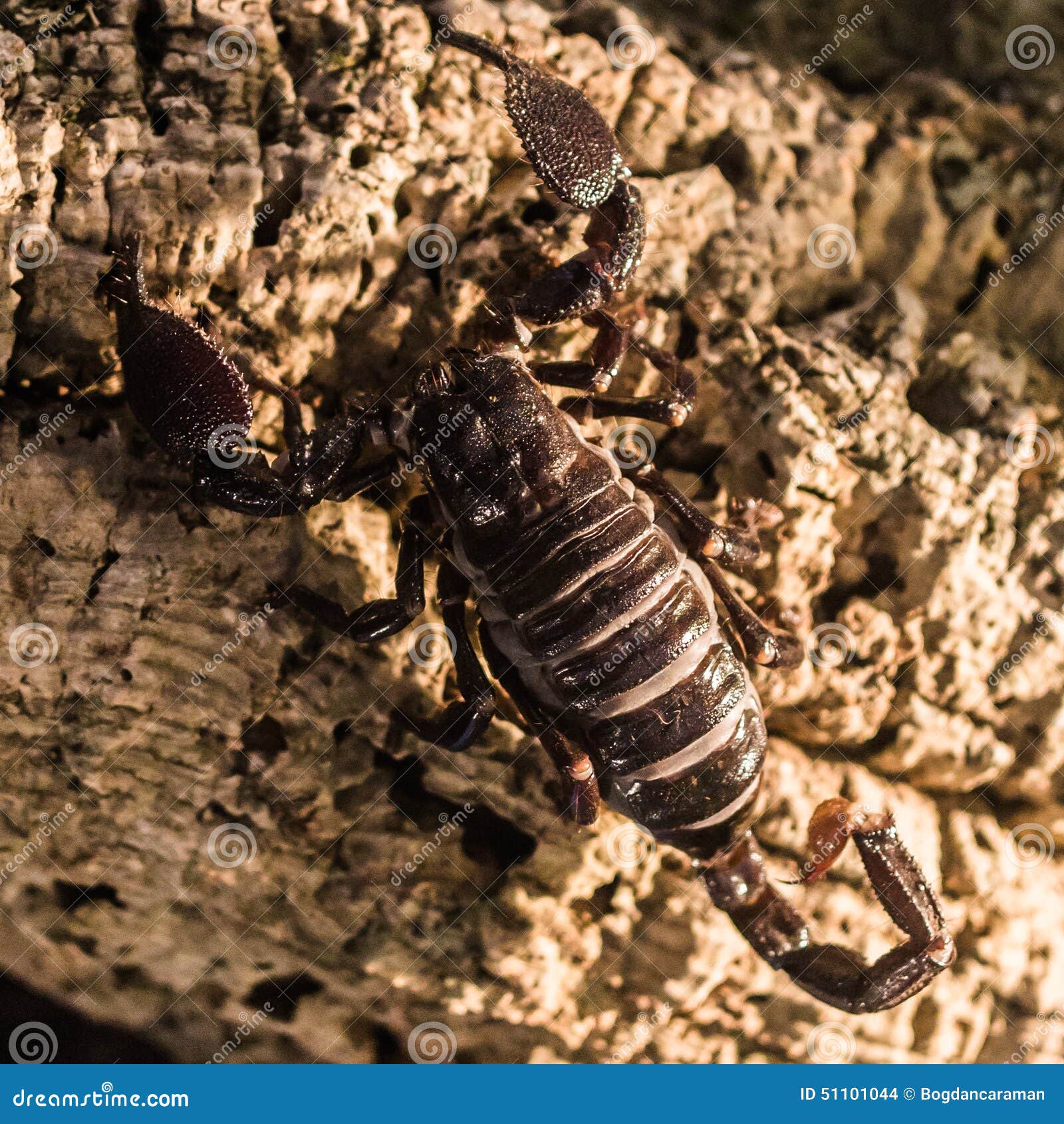 Emperor Scorpion stock photo. Image of calm, indoor, danger - 51101044