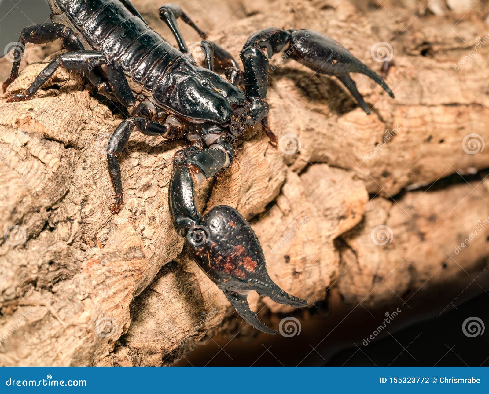 Emperor Scorpion & X28;Pandinus Imperator& X29; Close-up Stock Photo ...