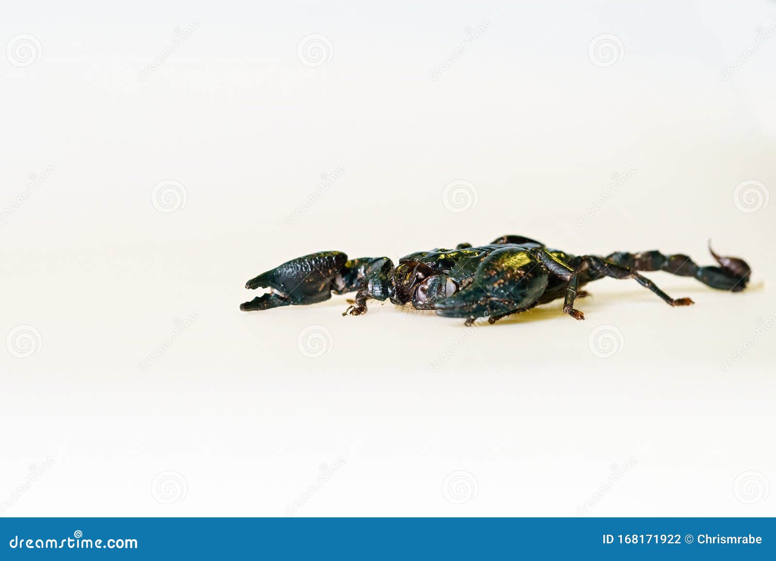 Emperor Scorpion (Pandinus Imperator) Close-up Stock Photo - Image of ...