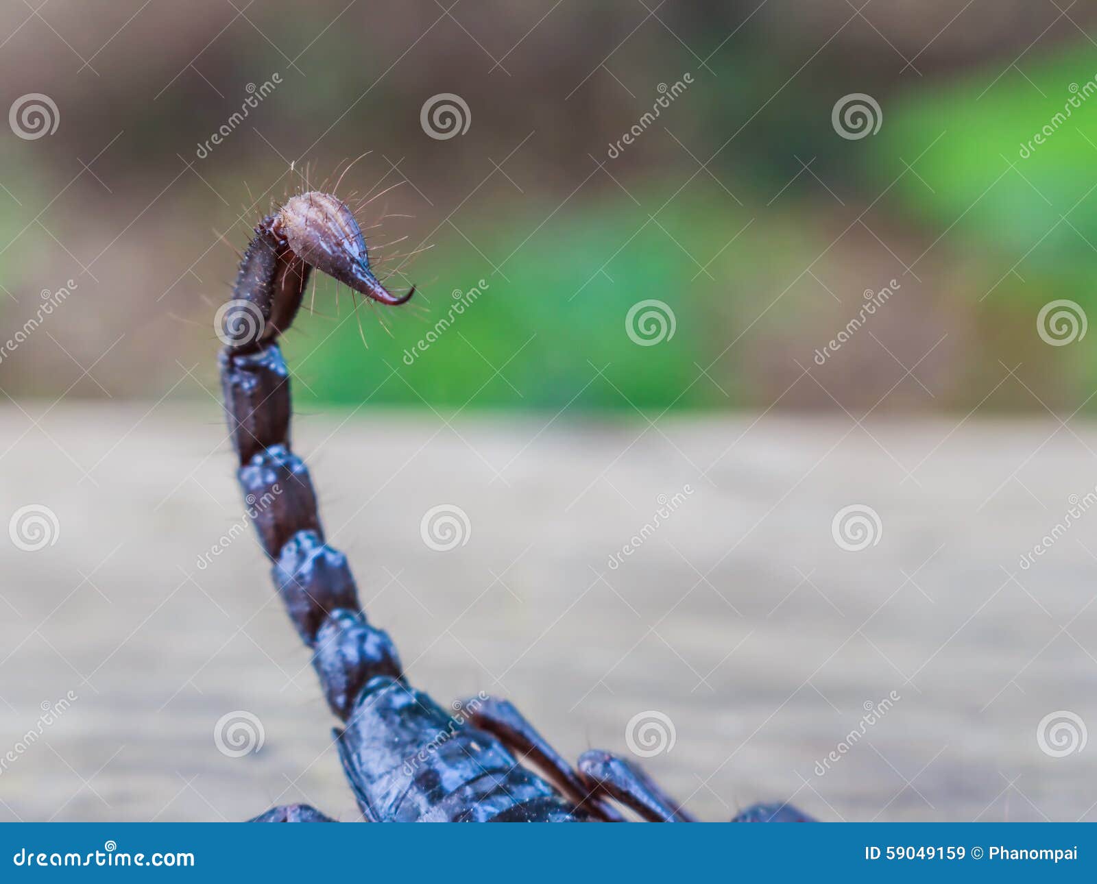 Emperor Scorpion, Pandinus Imperator, Stock Image - Image of view ...