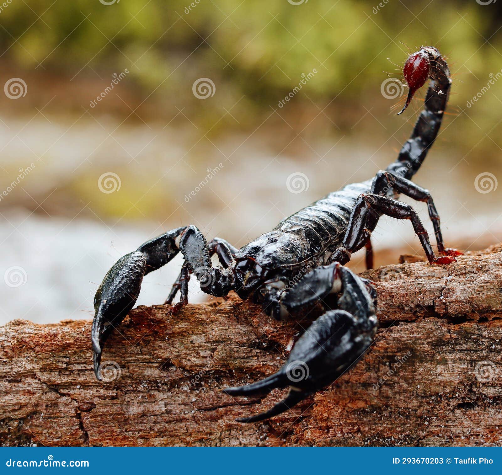 Emperor Scorpion stock image. Image of feet, pandinus - 293670203
