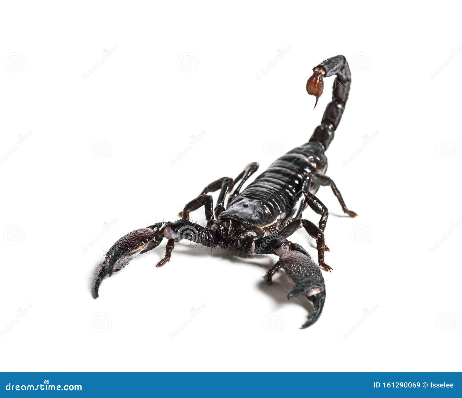Emperor Scorpion, Pandinus Imperator Stock Image - Image of imperator ...