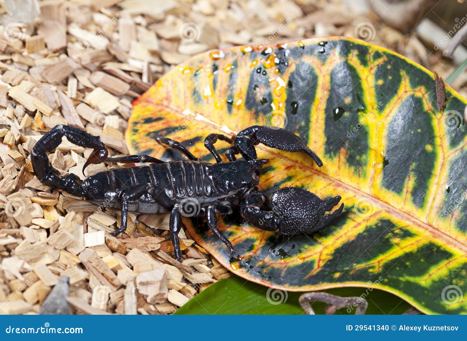 Emperor Scorpion in Wildlife Stock Photo - Image of arachnid, zoology ...