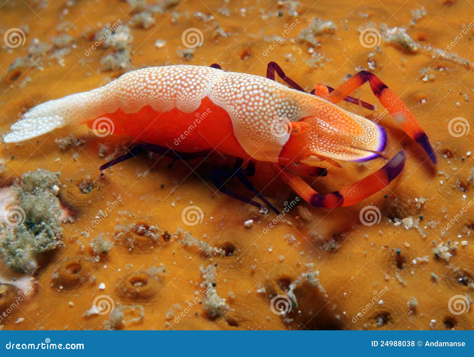 Emperor Shrimp, Periclimenes Imperator. North Sulawesi, Indonesia Stock ...
