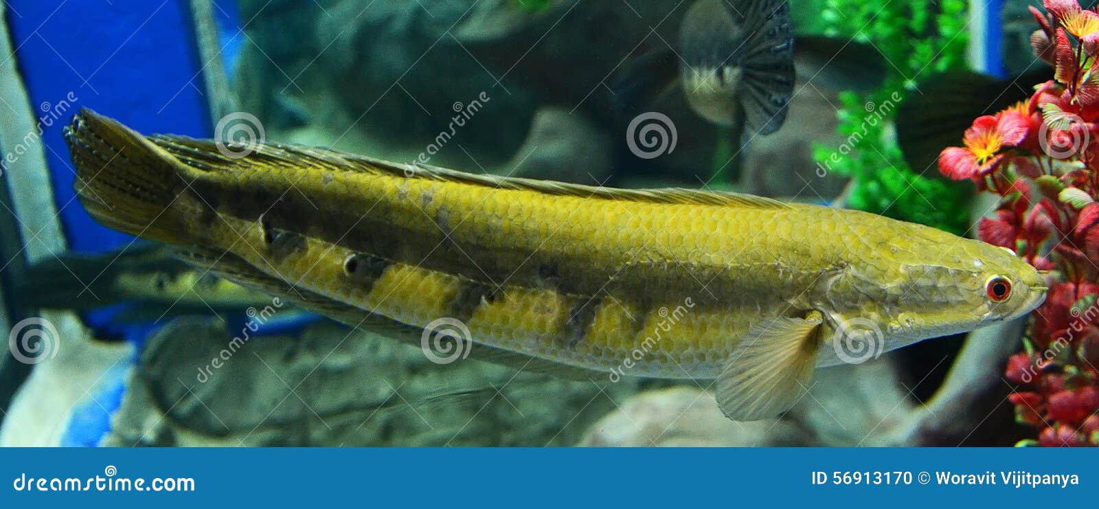 Emperor snake-head fish stock photo. Image of carf, cherax - 56913170