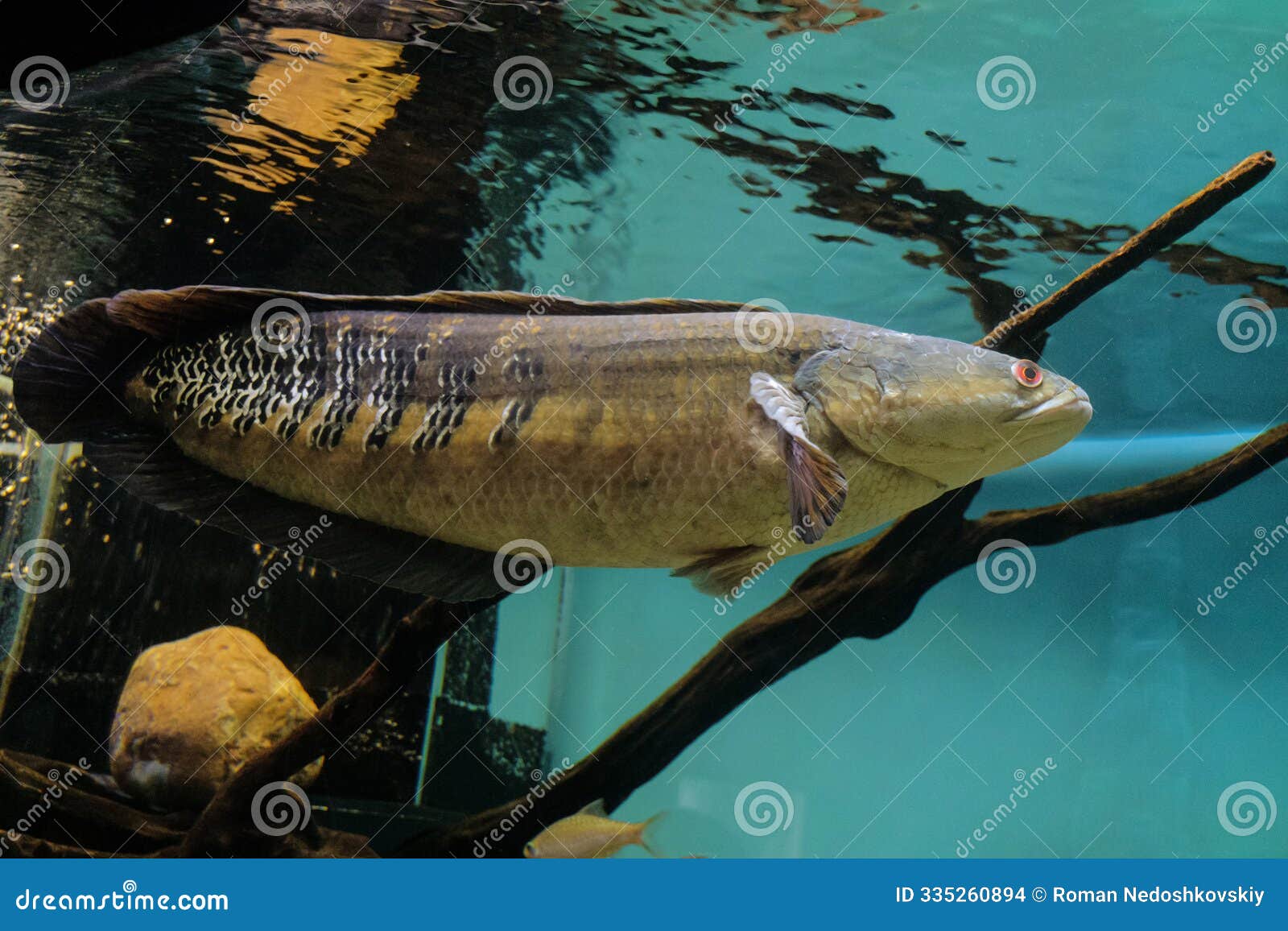 Emperor Snakehead. Channa Marulioides Fish Stock Photo - Image of ...