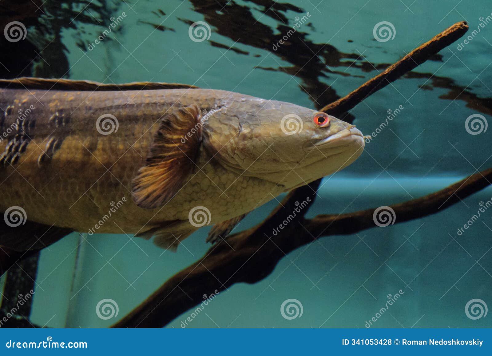 Emperor Snakehead. Head of Channa Marulioides Fish Stock Photo - Image ...