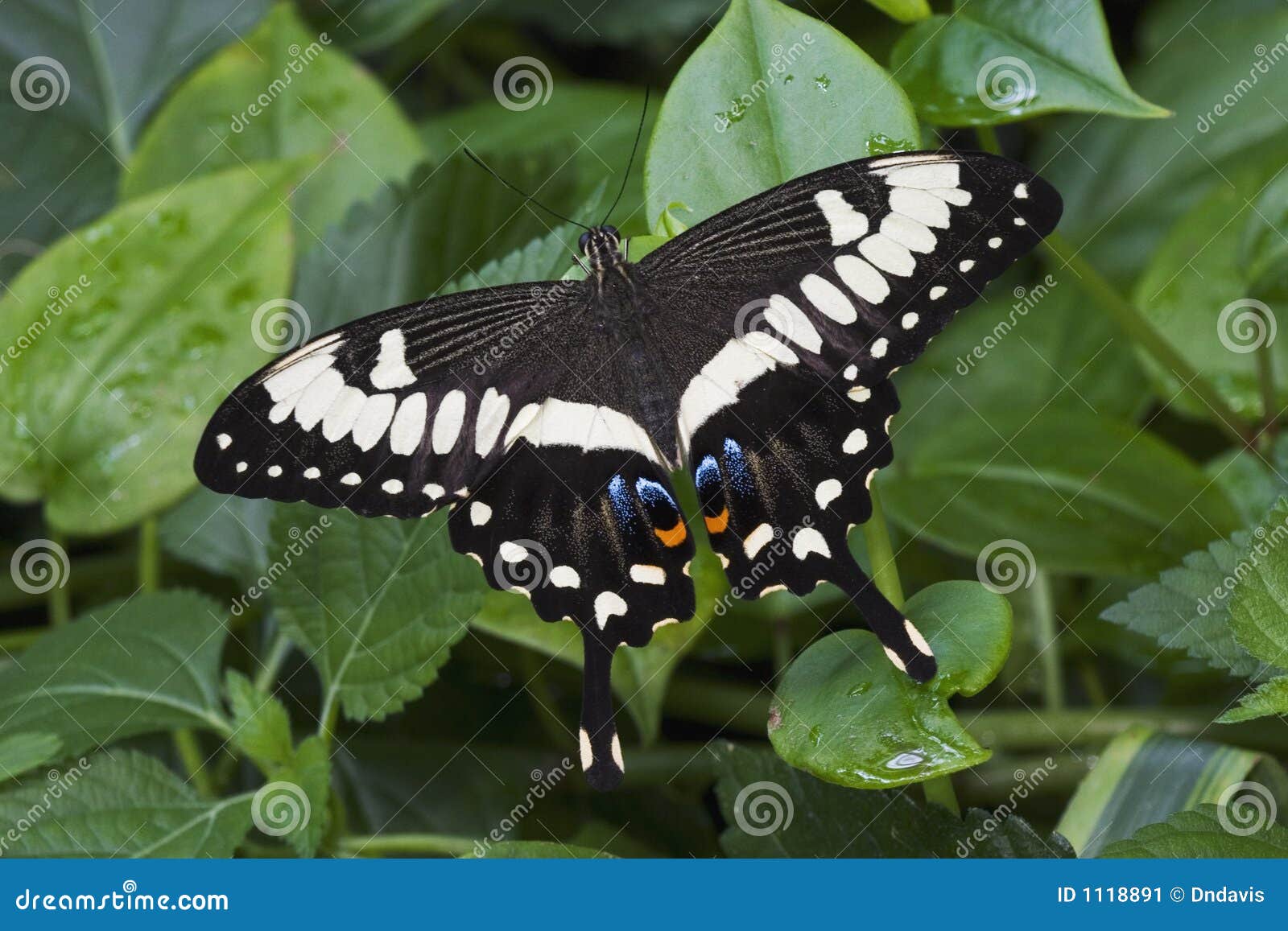 Emperor Swallowtail stock image. Image of invertebrates - 1118891