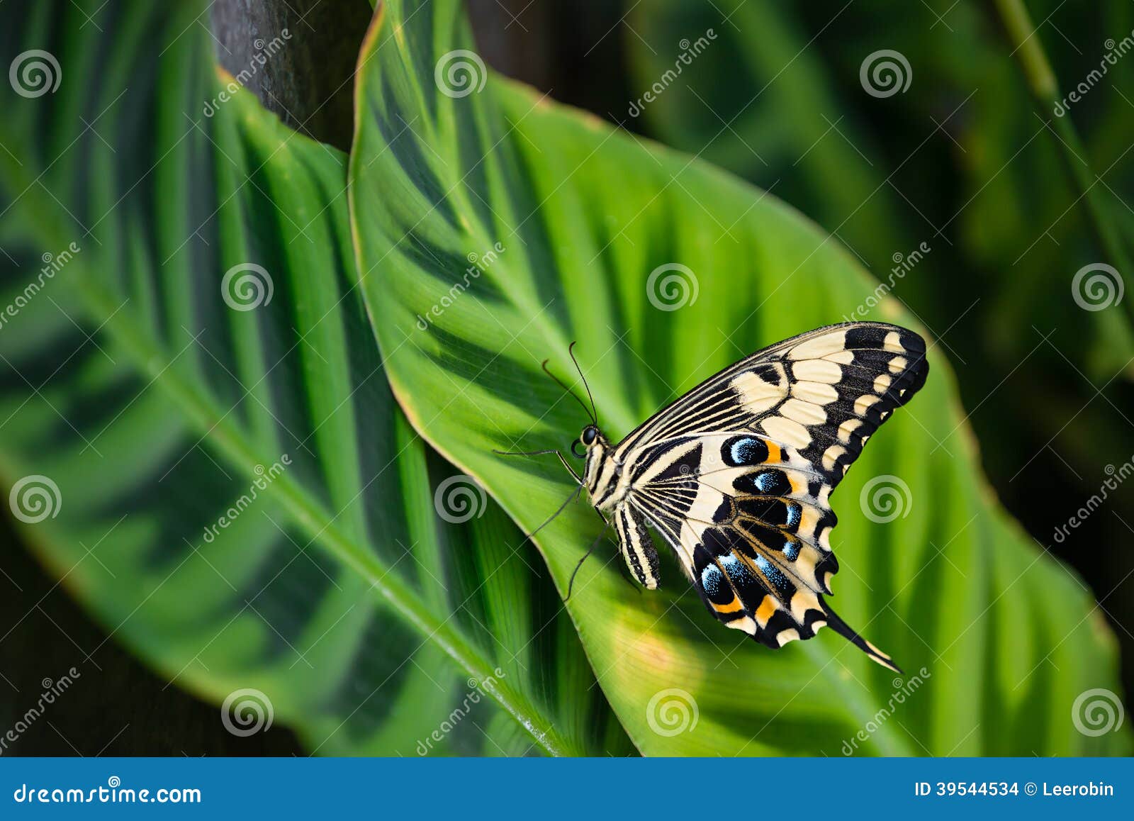 Emperor Swallowtail Butterfly Stock Photo - Image of proboscis, blue ...