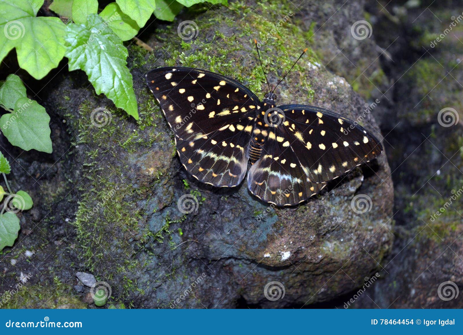 The Emperor Swallowtail - Papilio Ophidicephalus Stock Photo - Image of ...