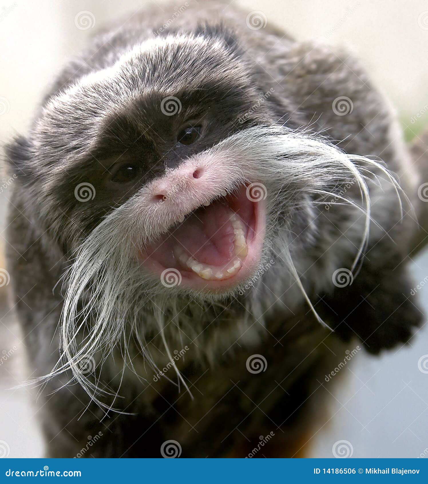Emperor Tamarin Monkey Funny