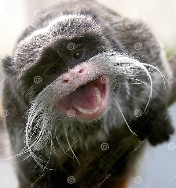 Emperor tamarin 1 stock photo. Image of jump, nimble - 14186506
