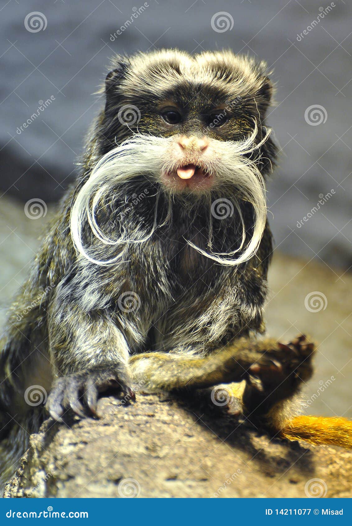 Emperor Tamarin stock image. Image of saguinus, eyes - 14211077