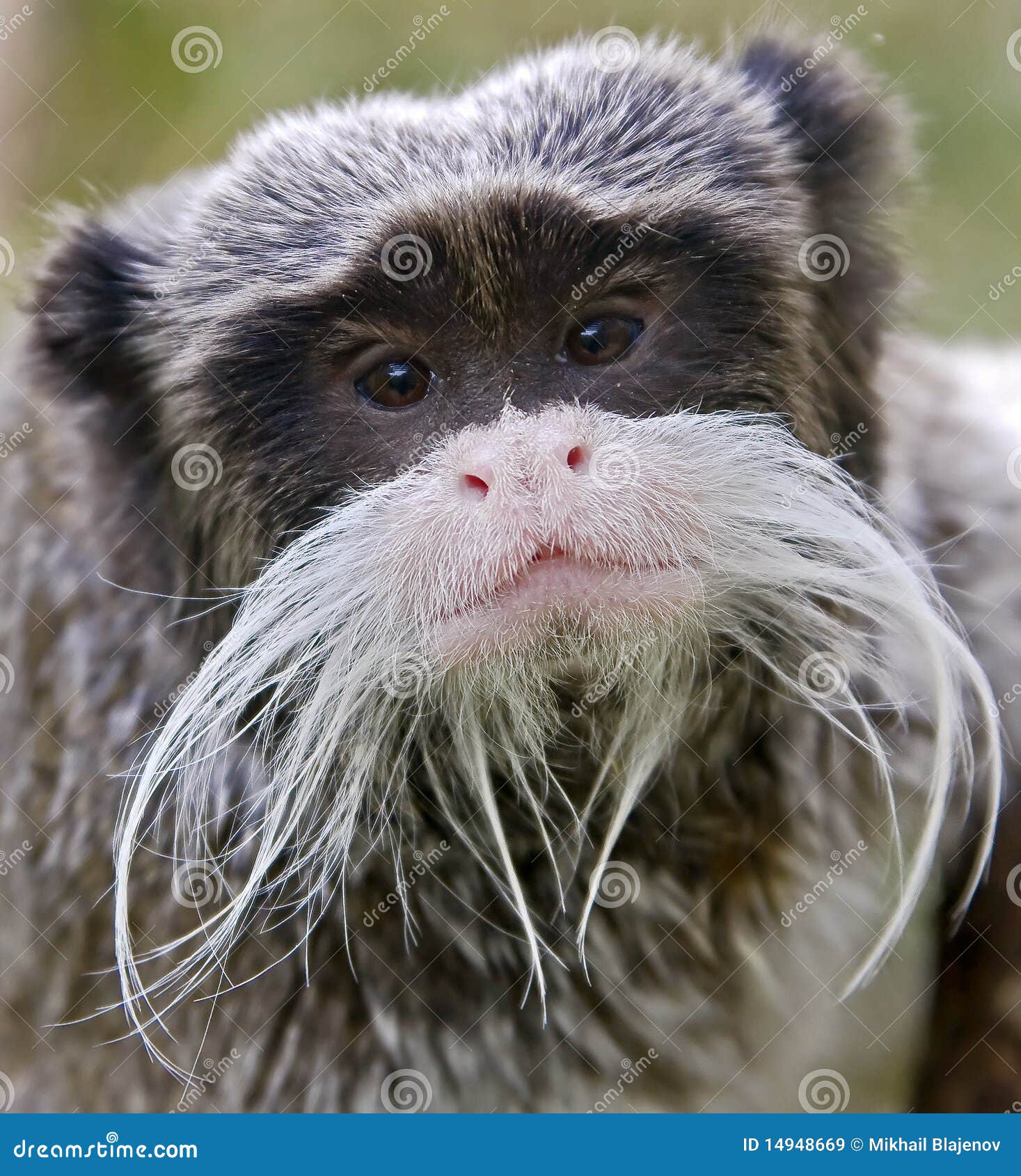 Emperor tamarin 2 stock image. Image of jungle, whisker - 14948669