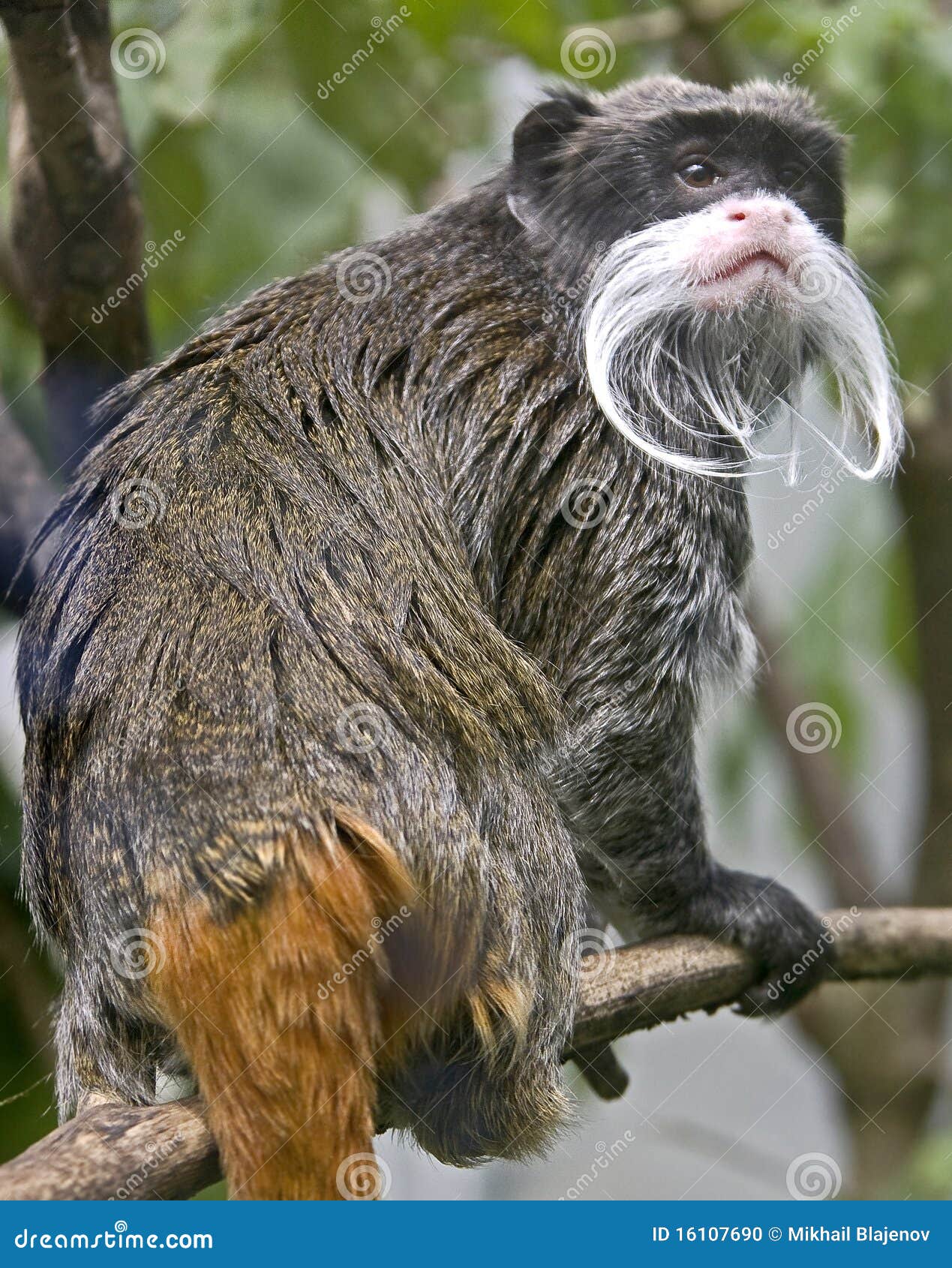 Emperor tamarin 4 stock photo. Image of primate, population - 16107690