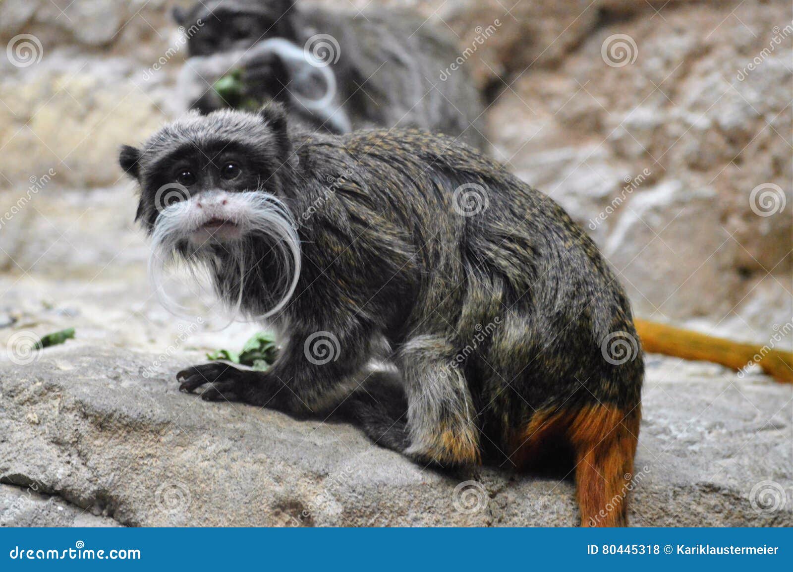 Emperor Tamarin stock photo. Image of backdrop, face - 80445318