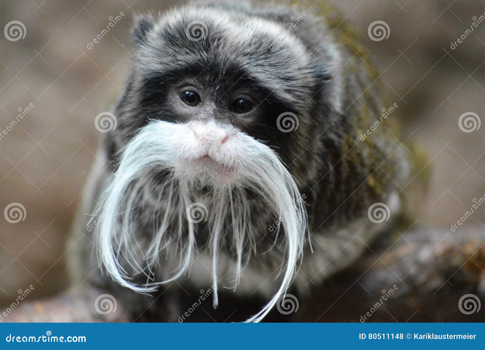 Emperor Tamarin stock photo. Image of face, life, eyes - 80511148