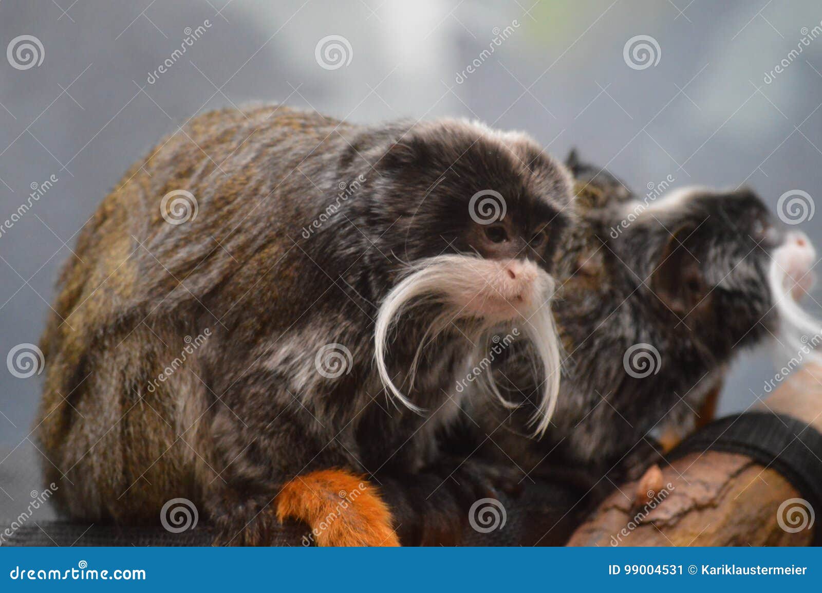 Emperor Tamarin stock image. Image of eyes, life, enrichment - 99004531