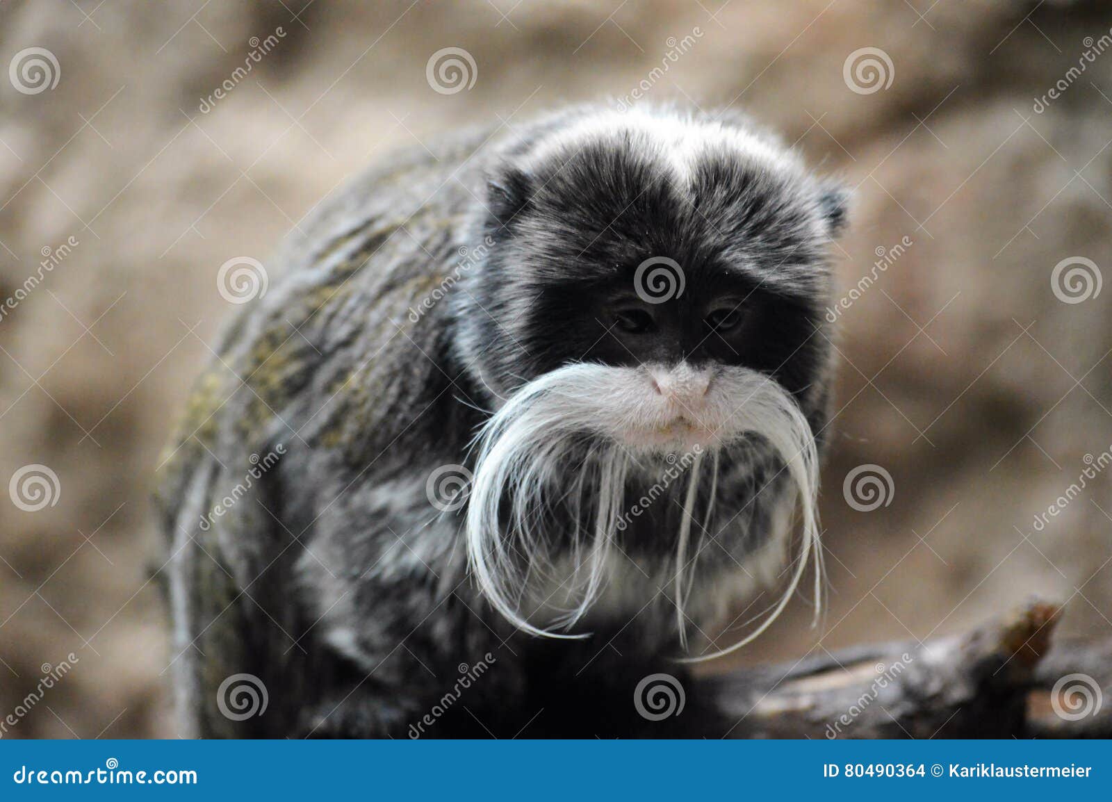Emperor Tamarin stock photo. Image of face, outside, close - 80490364