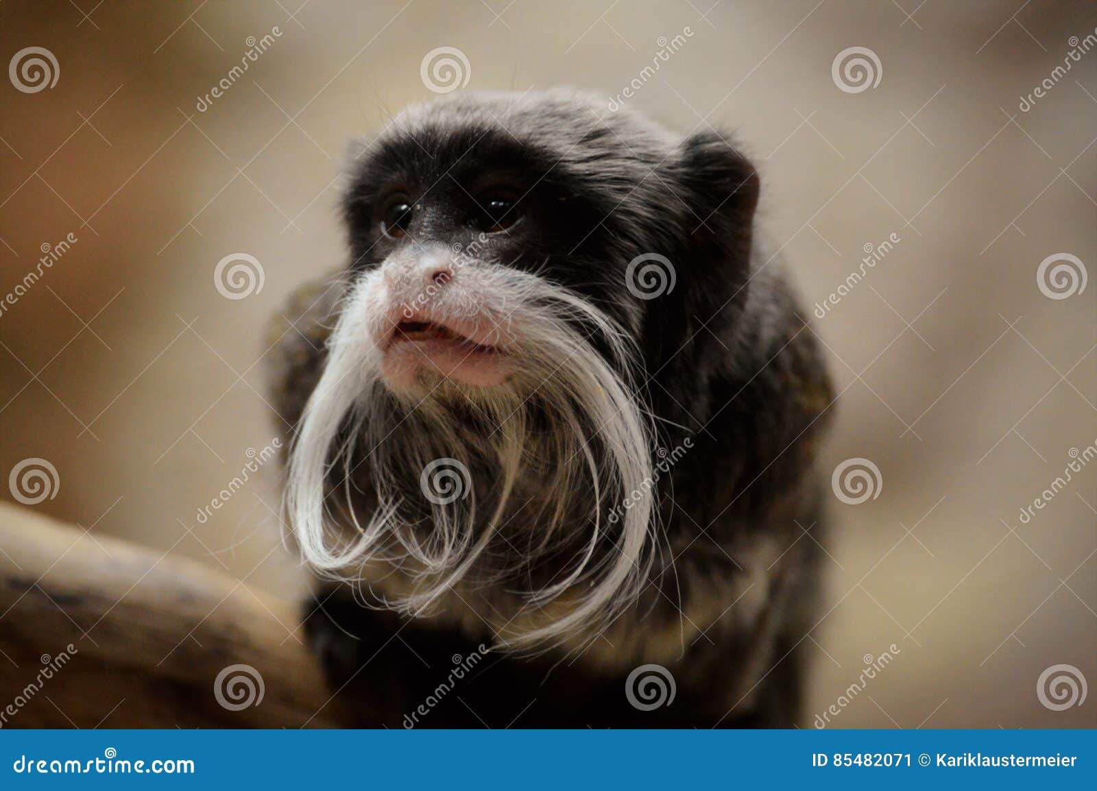 Emperor Tamarin stock image. Image of face, looking, nose - 85482071