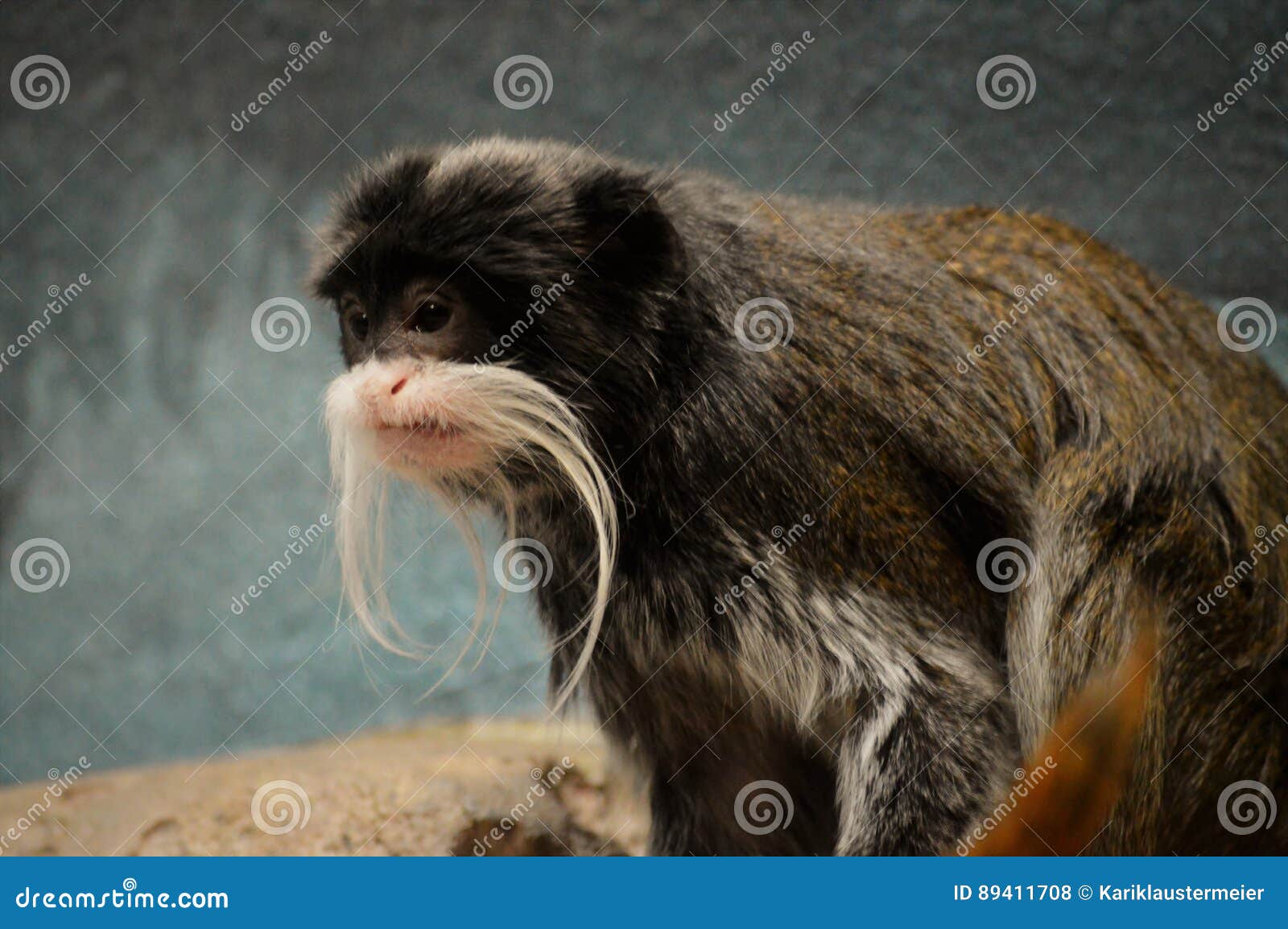 Emperor Tamarin stock photo. Image of adult, brown, face - 89411708