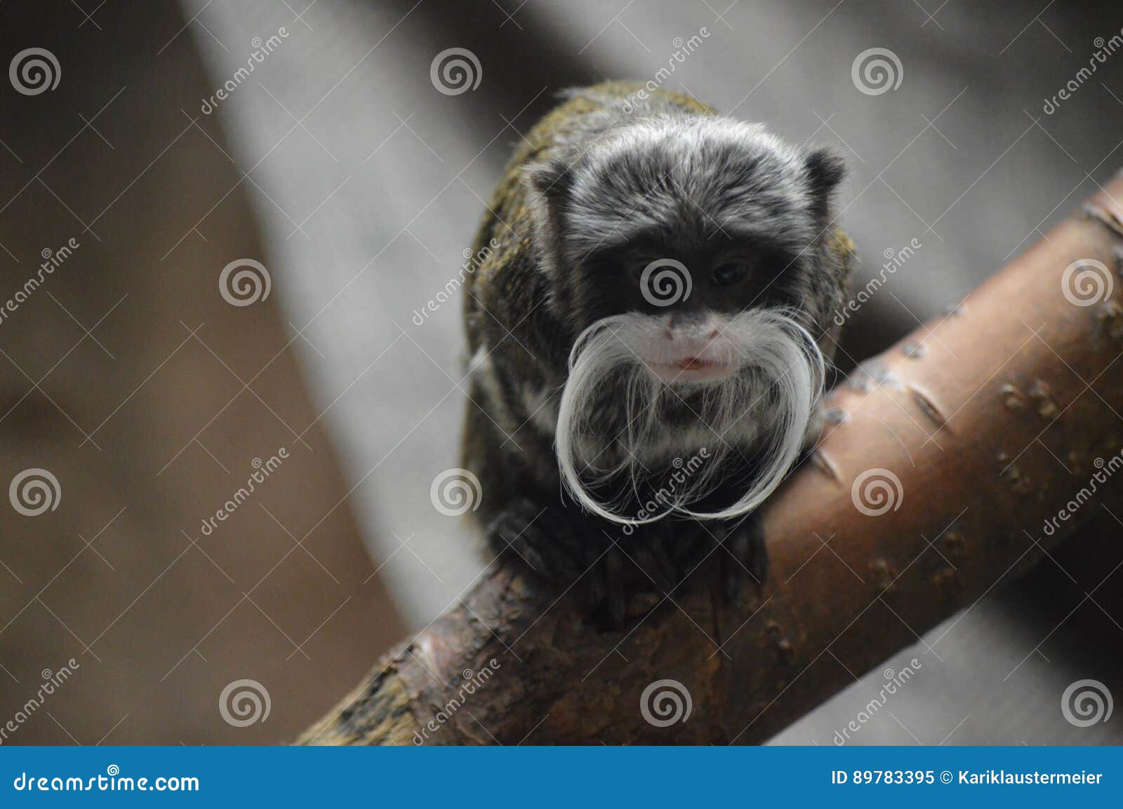 Emperor Tamarin stock image. Image of habitat, eyes, close - 89783395