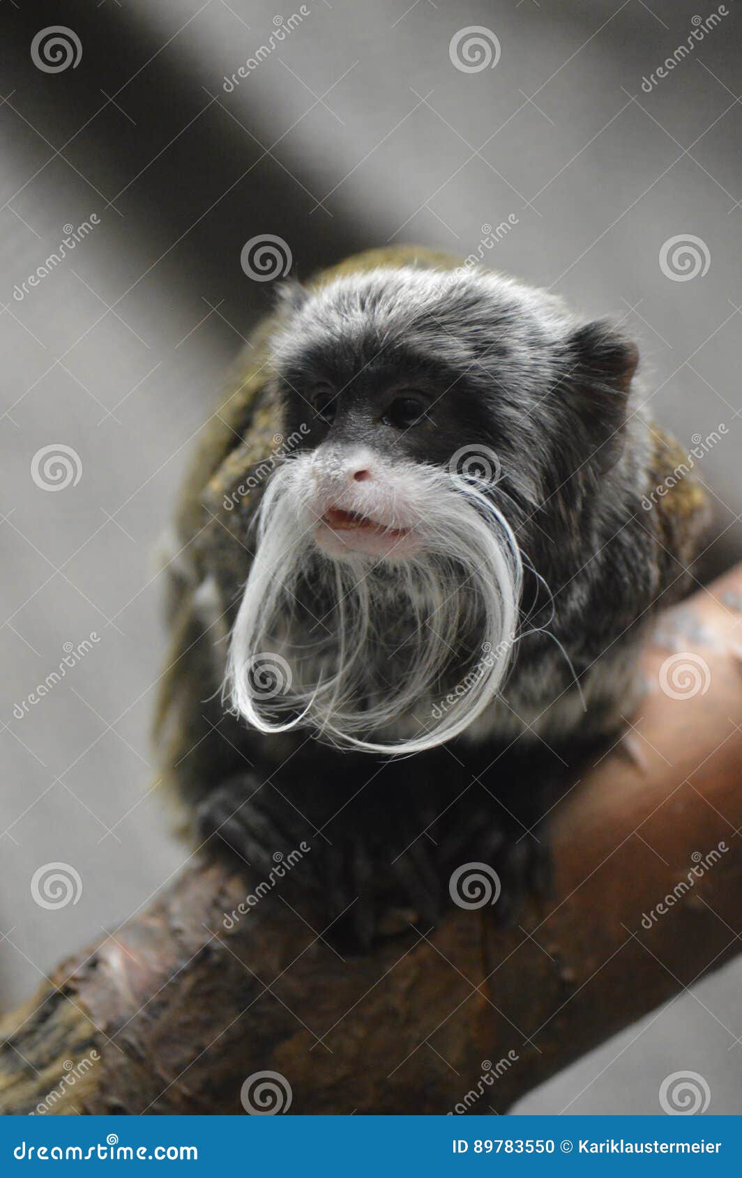 Emperor Tamarin stock photo. Image of life, calm, long - 89783550