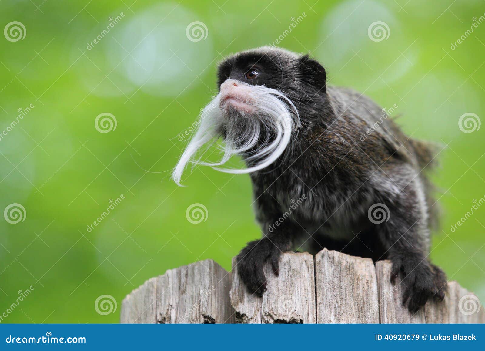 Emperor tamarin stock image. Image of monkey, emperor - 40920679