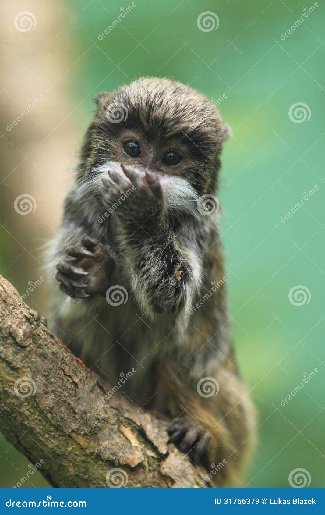 Emperor tamarin stock image. Image of young, nature, monkey - 31766379