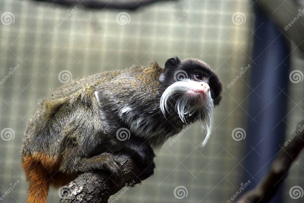 Emperor tamarin monkey stock image. Image of playful - 14237059