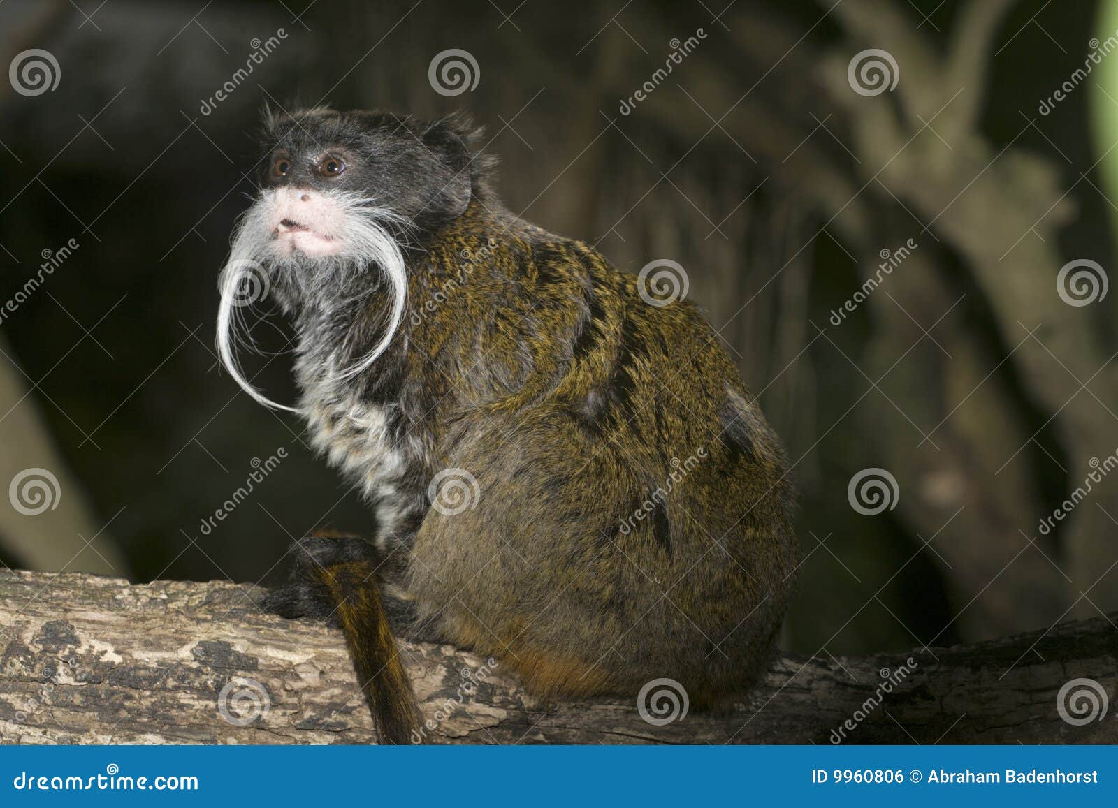 Emperor Tamarin monkey stock photo. Image of white, south - 9960806