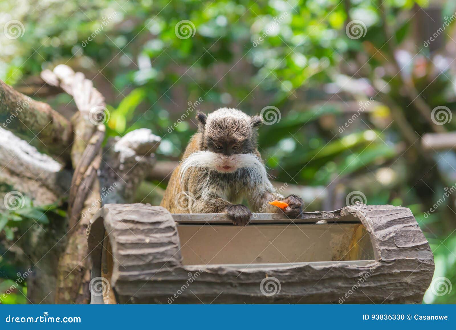 Emperor Tamarin Monkey with Big Mustache in Deep Forest Stock Photo ...