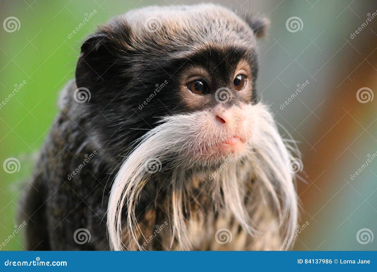 Monkey - Emperor Tamarin Monkey on Branch White Mustache Stock Photo ...