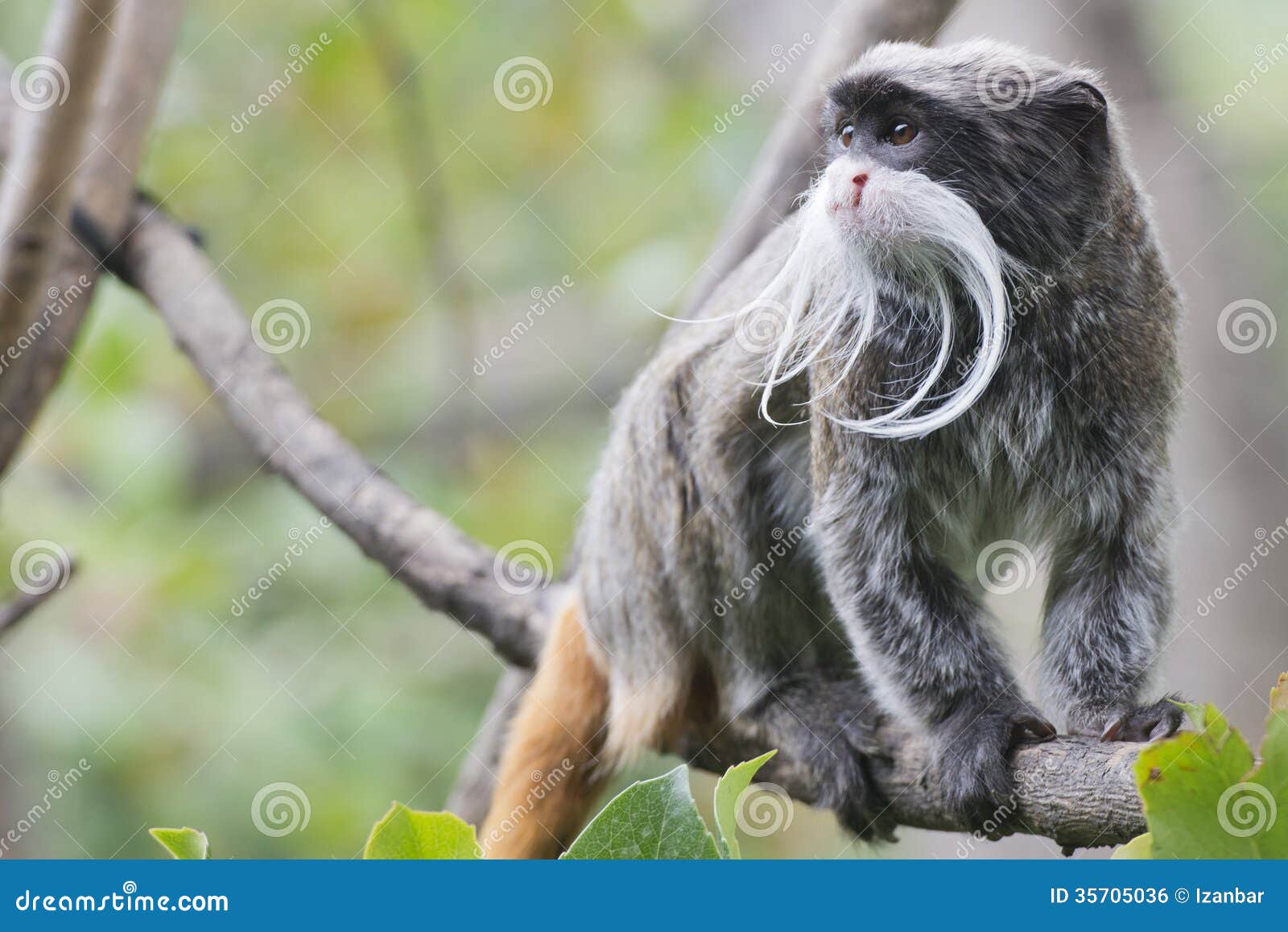 Emperor Tamarin monkey stock photo. Image of expression - 35705036