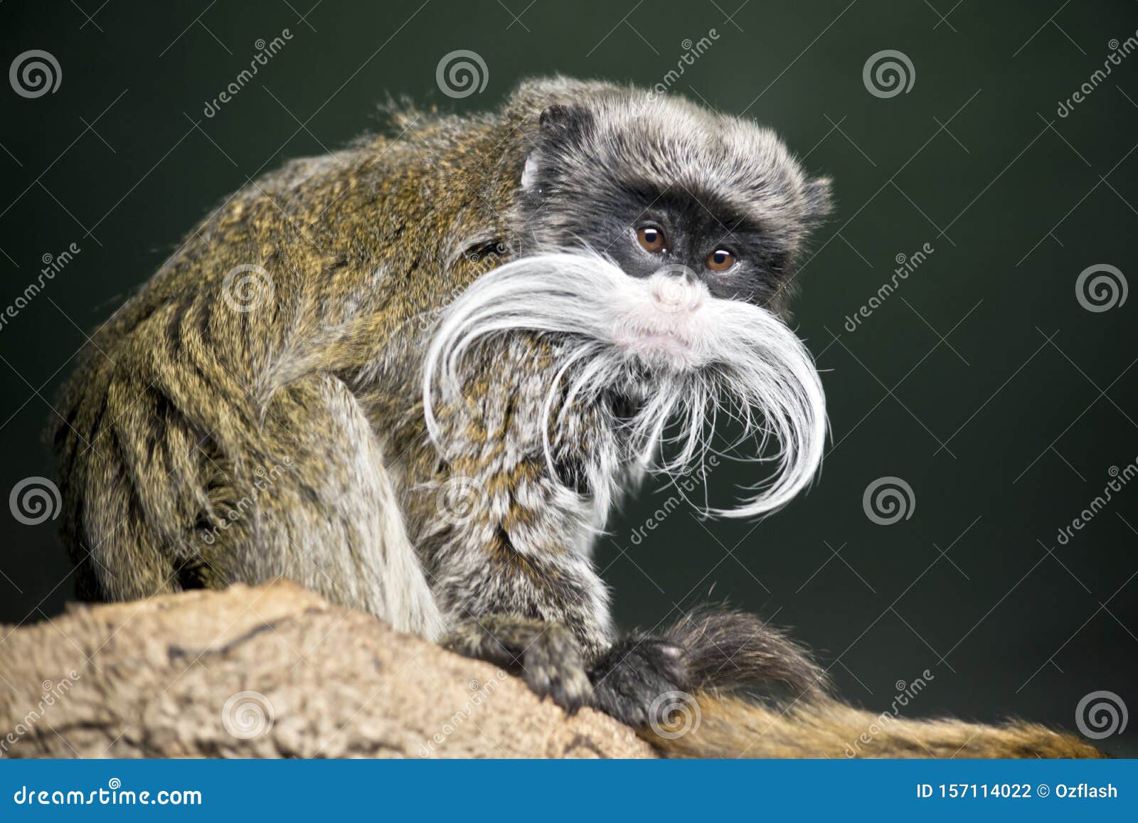 The Emperor Tamarin is Resting Stock Photo - Image of animal, amazon ...