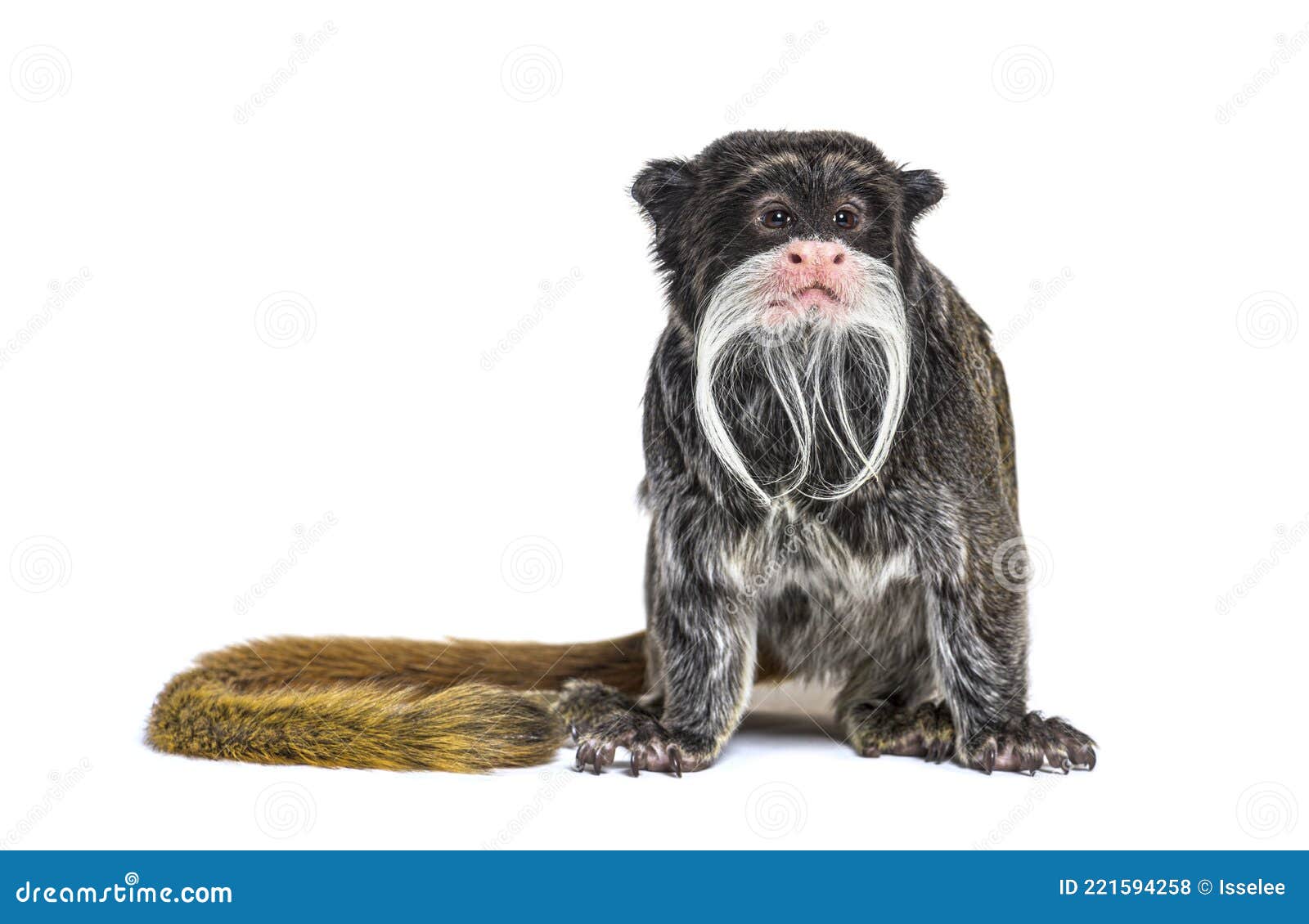 Emperor Tamarin, Saguinus Imperator, Isolated Stock Photo - Image of ...