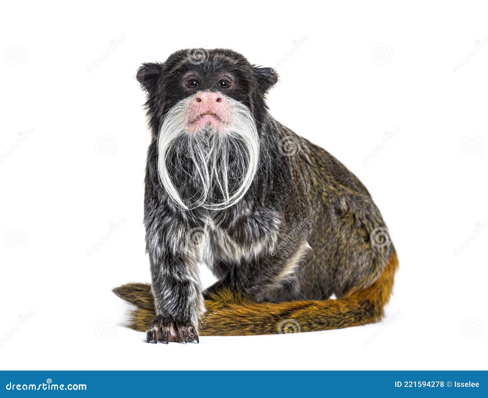 Emperor Tamarin, Saguinus Imperator, Isolated Stock Photo - Image of ...