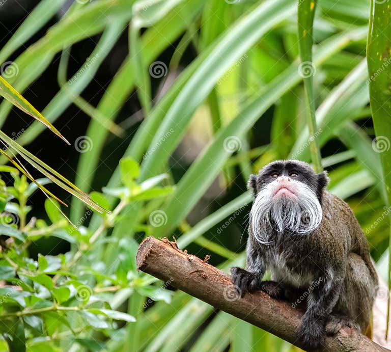 Emperor Tamarin (Saguinus Imperator) on a Tree Stock Photo - Image of saguinus, bearded: 255884616