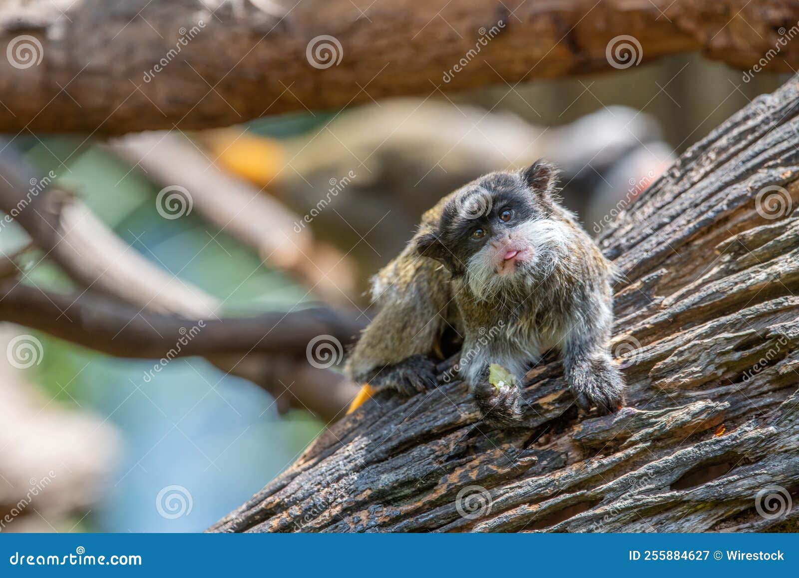 Emperor Tamarin (Saguinus Imperator) on a Tree Stock Image - Image of ...