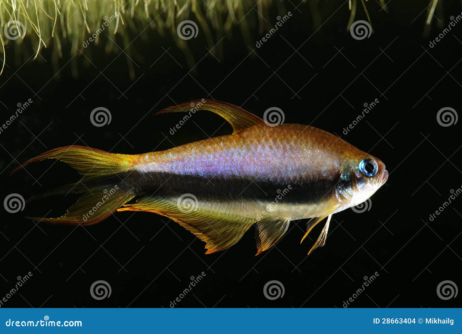 Emperor Tetra Nematobrycon Palmeri Aquarium Fish Stock Photography ...