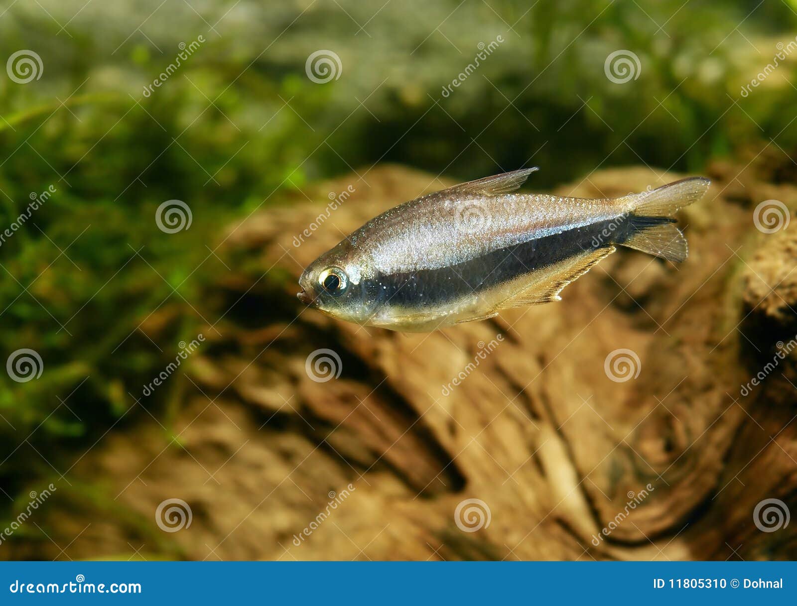 Emperor Tetra Nematobrycon Palmeri Aquarium Fish Stock Photography ...