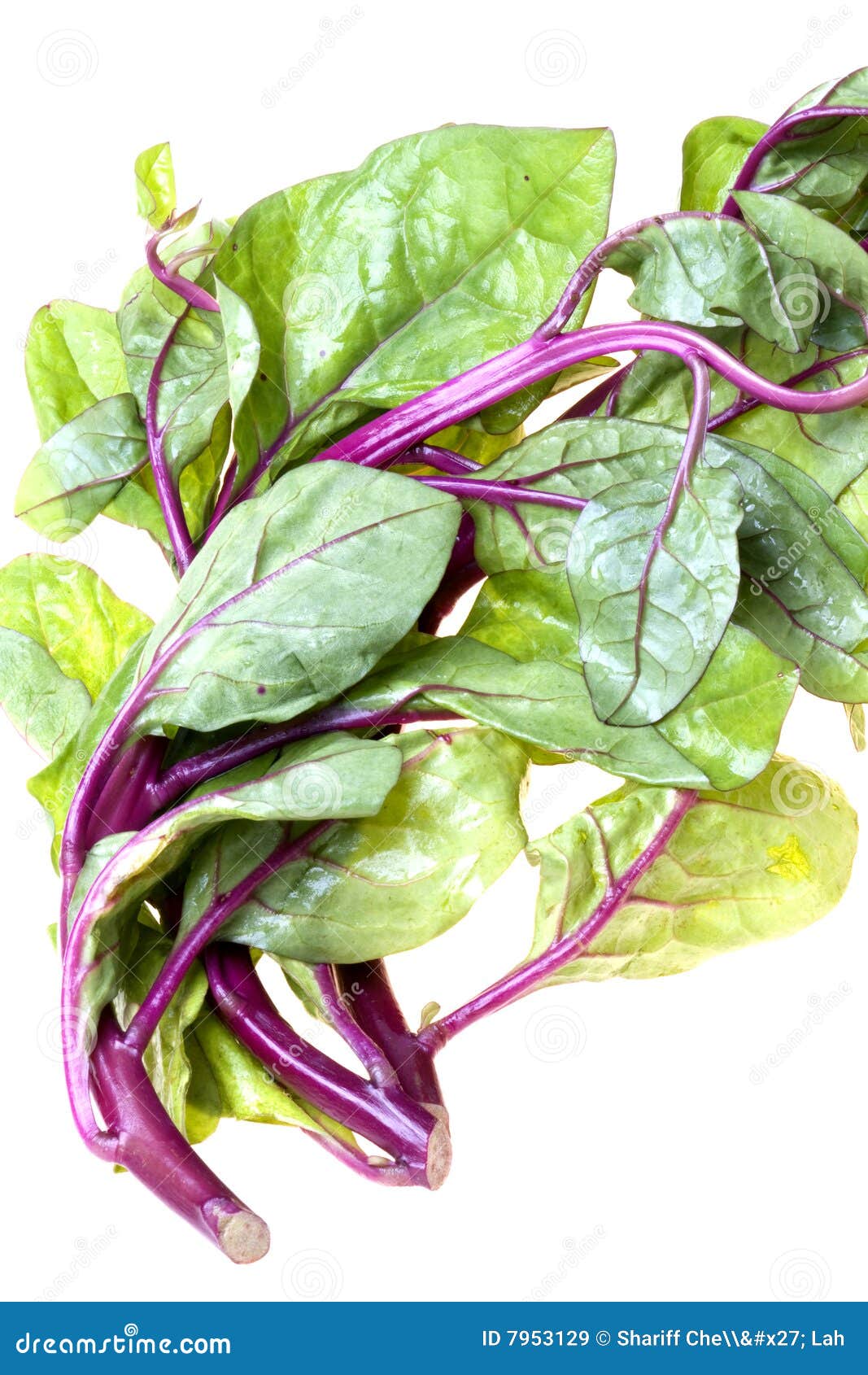 Emperor Vegetable Isolated stock image. Image of alba - 7953129